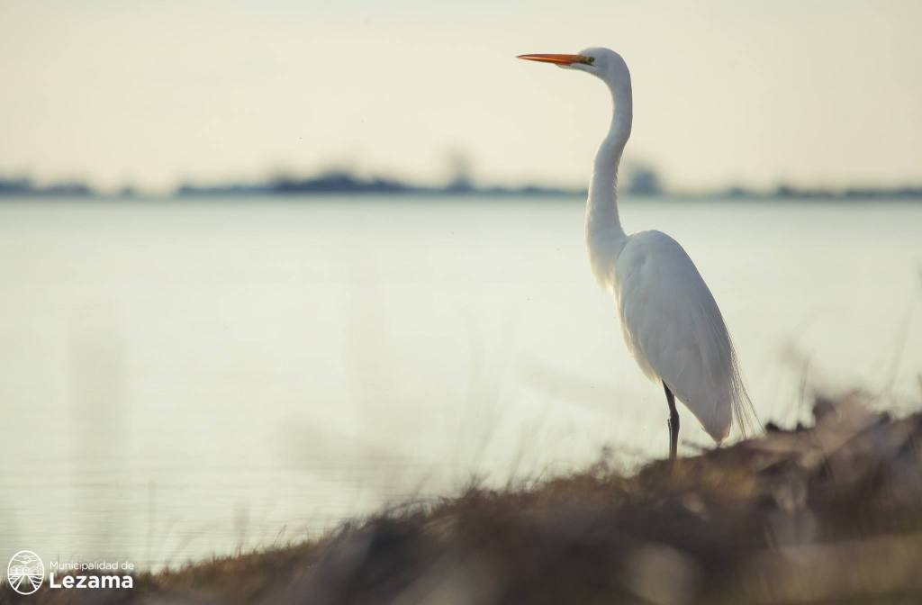 Municipalidad de Lezama